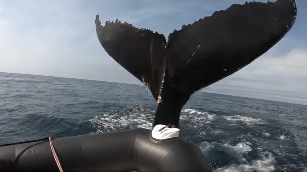 Walvis laat indrukwekkende staart zien aan toeristen in opblaasboot ...