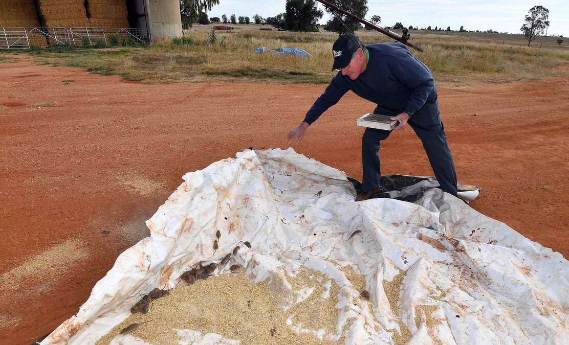 Muizenplaag bezorgt Australische landbouwers slapeloze nachten: “Ze ...