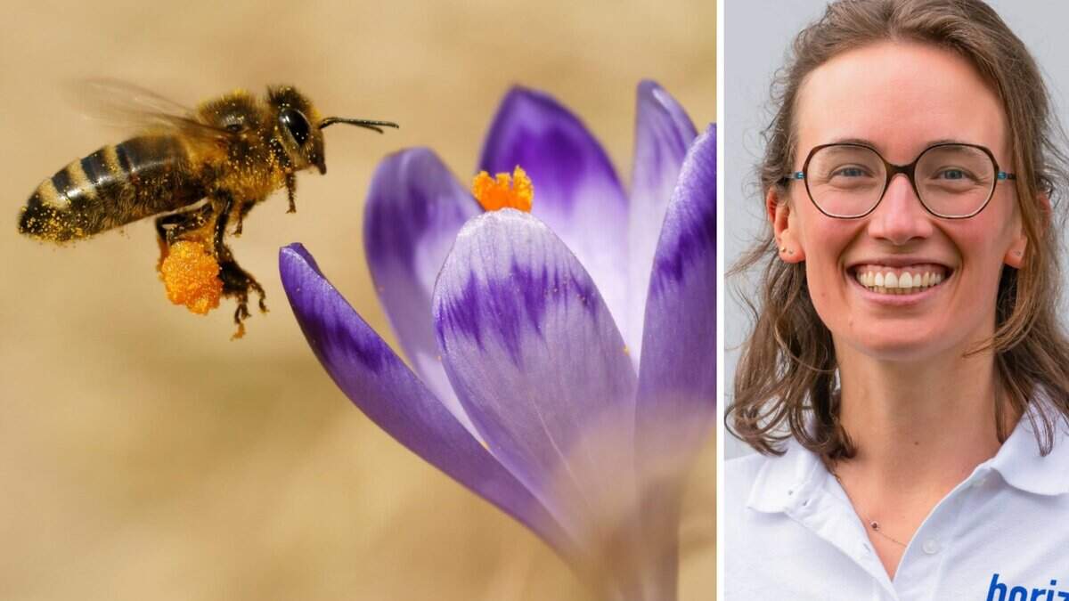 Ambitieus bestuiversplan moet wilde bijen en vlinders beter beschermen ...
