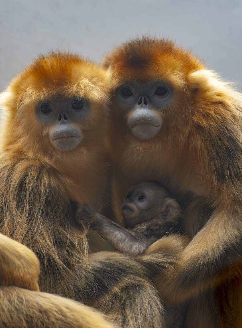 En nóg eentje: Pairi Daiza verwelkomt opnieuw zeldzaam gouden ...