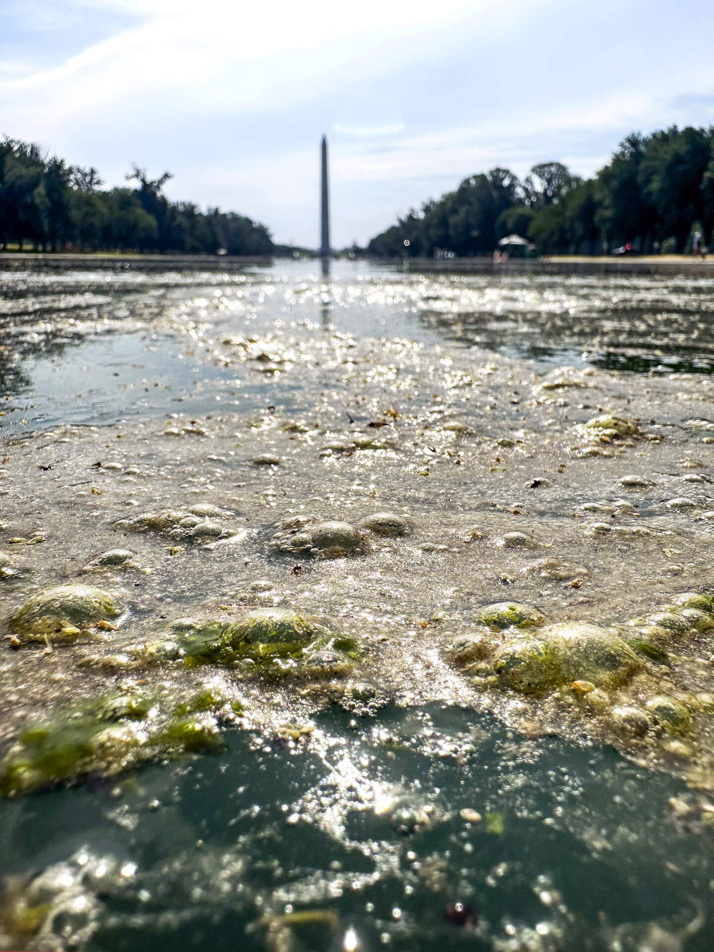 De troosteloze toestand van Trumps Reflecting Pool: na algen en ...