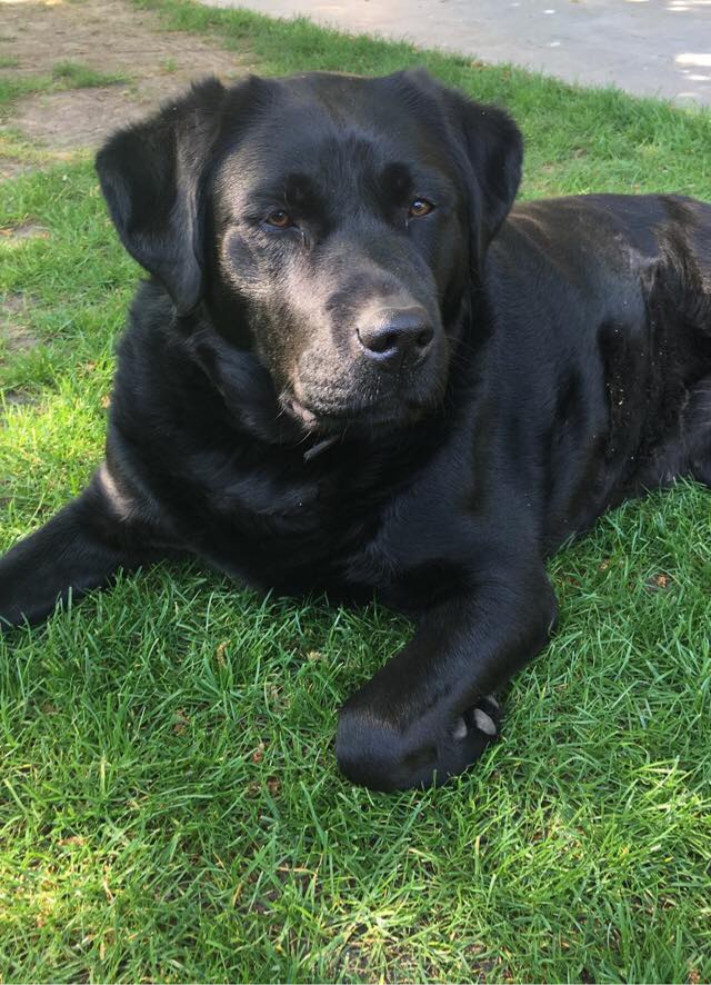 Labrador Lory sterft na vergiftiging: “Toen we een hoop roze korrels ...