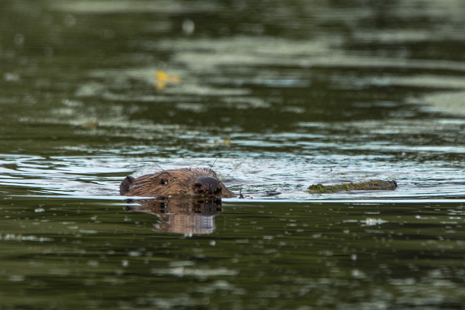 Bever zwemt rond in populair natuurgebied: “Teken dat de natuur zich ...