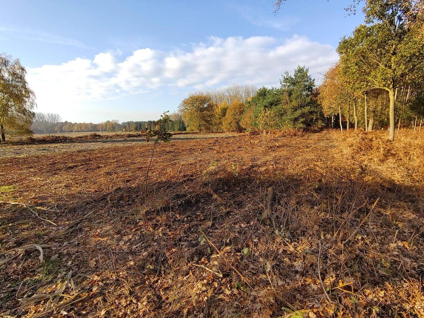Vele handen gezocht om 12.000 bomen te planten op aangekochte OCMW ...