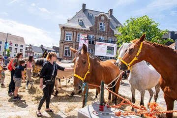 Paardenmarkt brengt hulde aan pioniers: “We veilen voor het eerst ook ...