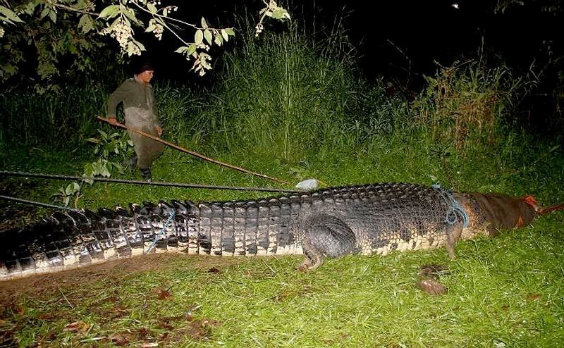 'Grootste krokodil ter wereld' gevangen | De Standaard