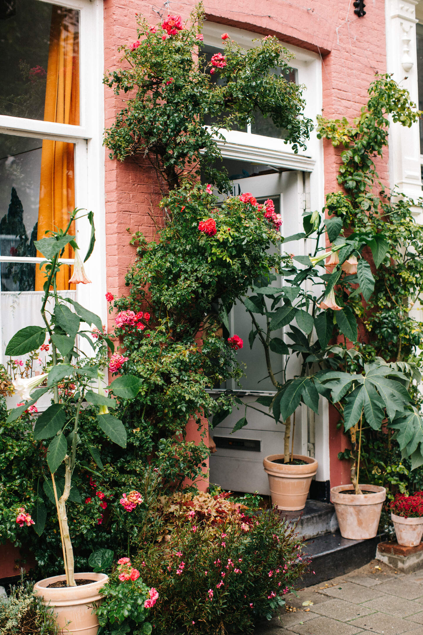 Je kamerplanten in de zomer buitenzetten is een win-win: zo pak je dat ...