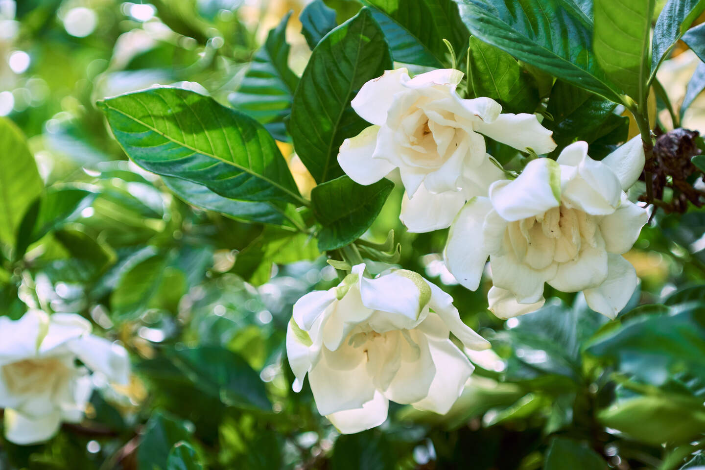 Je hebt geen geurkaarsen of huisparfums nodig met deze 5 planten in ...