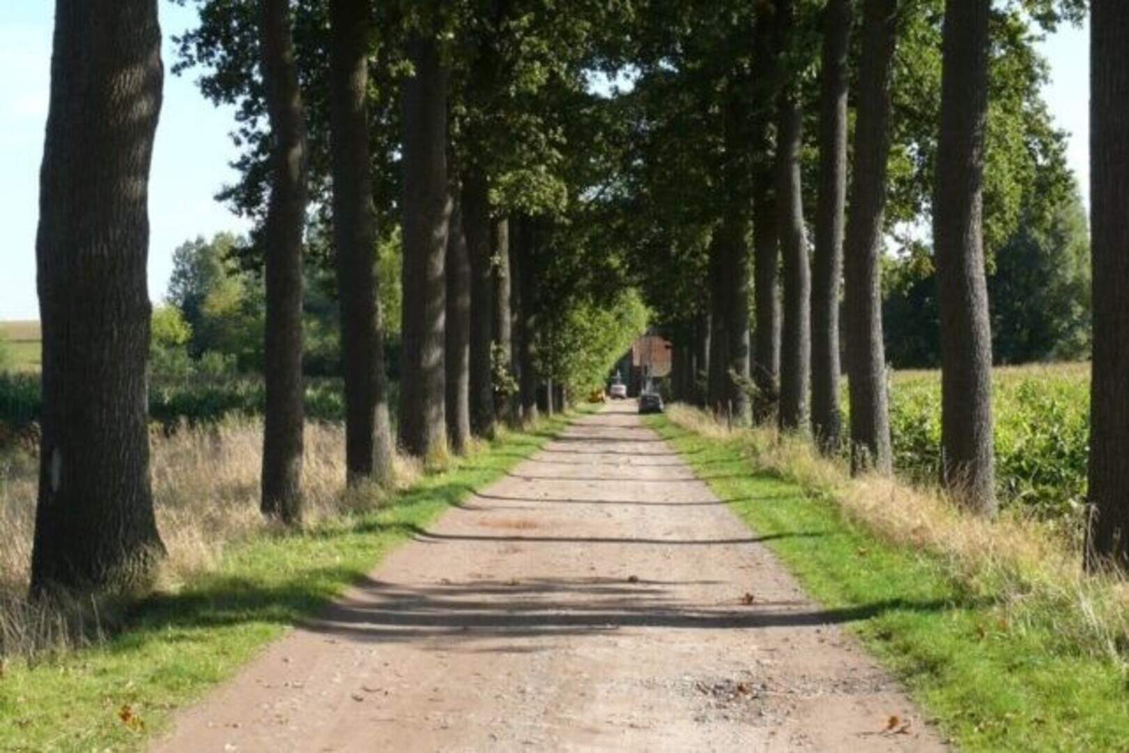 Bomen met verhalen: fietstocht langs levend erfgoed | Nieuwsblad