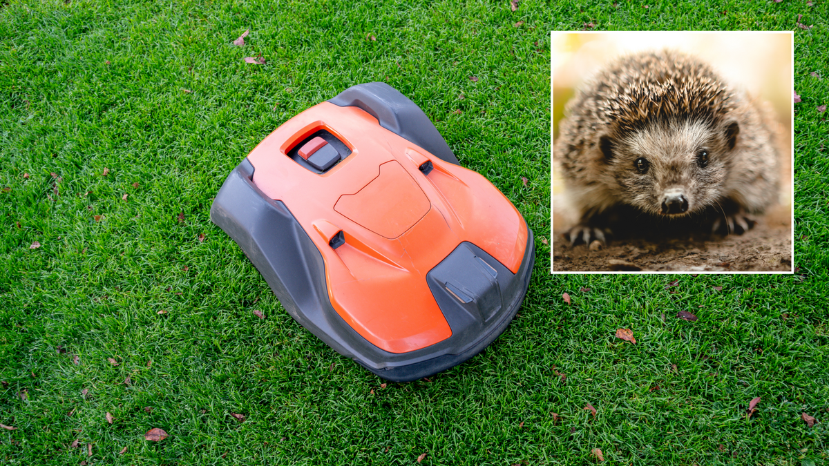 Egel versus robotmaaier: een oneerlijke strijd met pijnlijke gevolgen ...