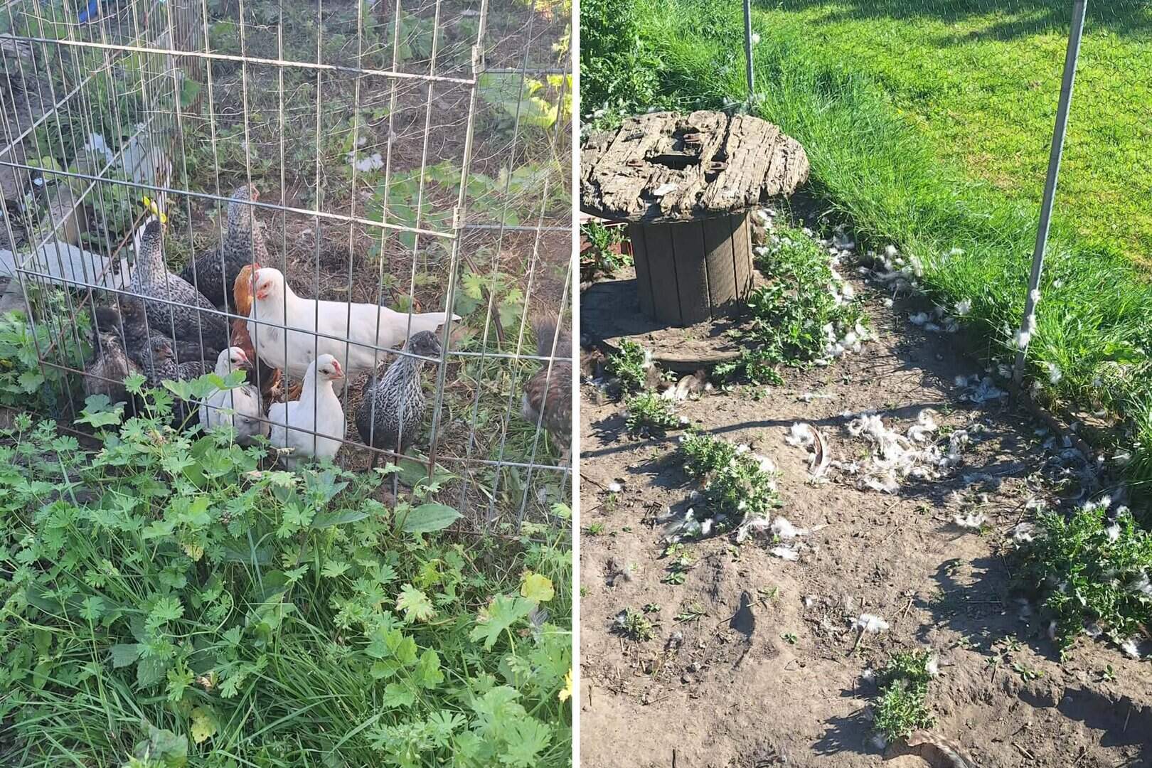 Nachtelijke aanval kost acht kippen het leven: “We vonden enkel nog ...