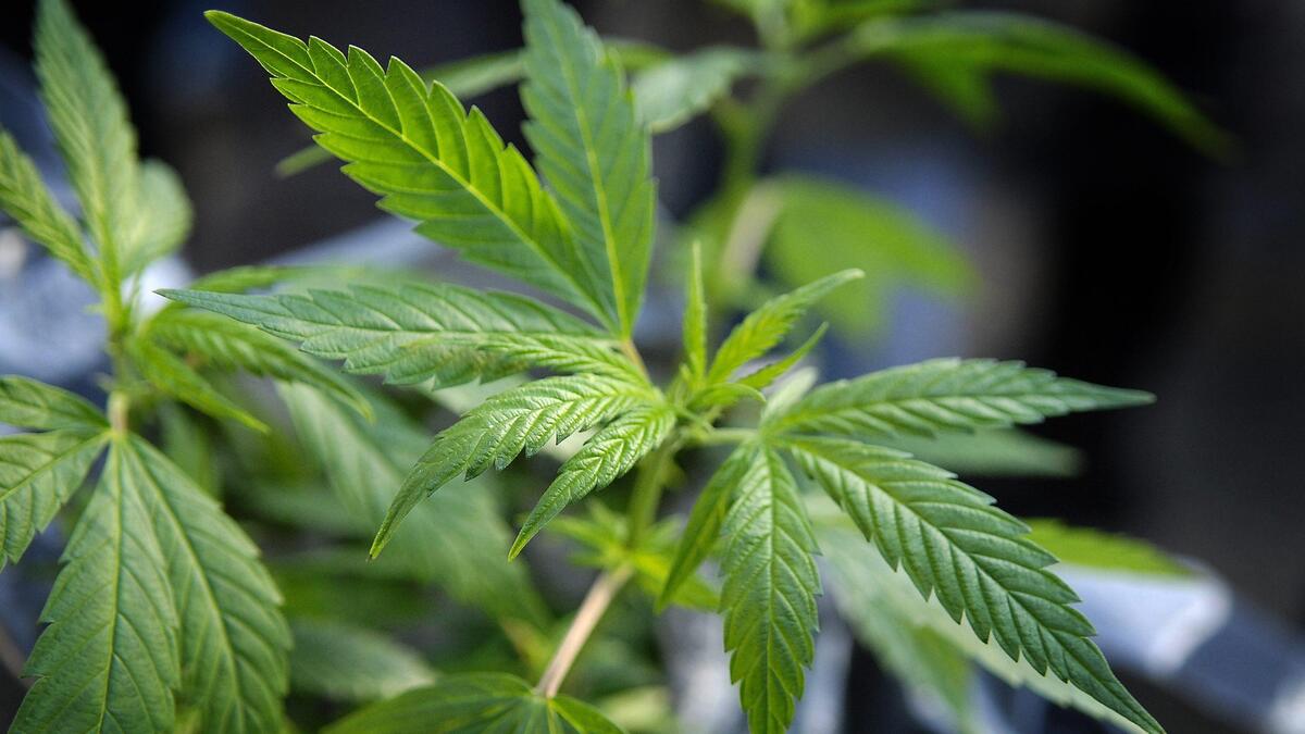 Verenigde Staten versoepelen regels voor medisch gebruik van marihuana ...