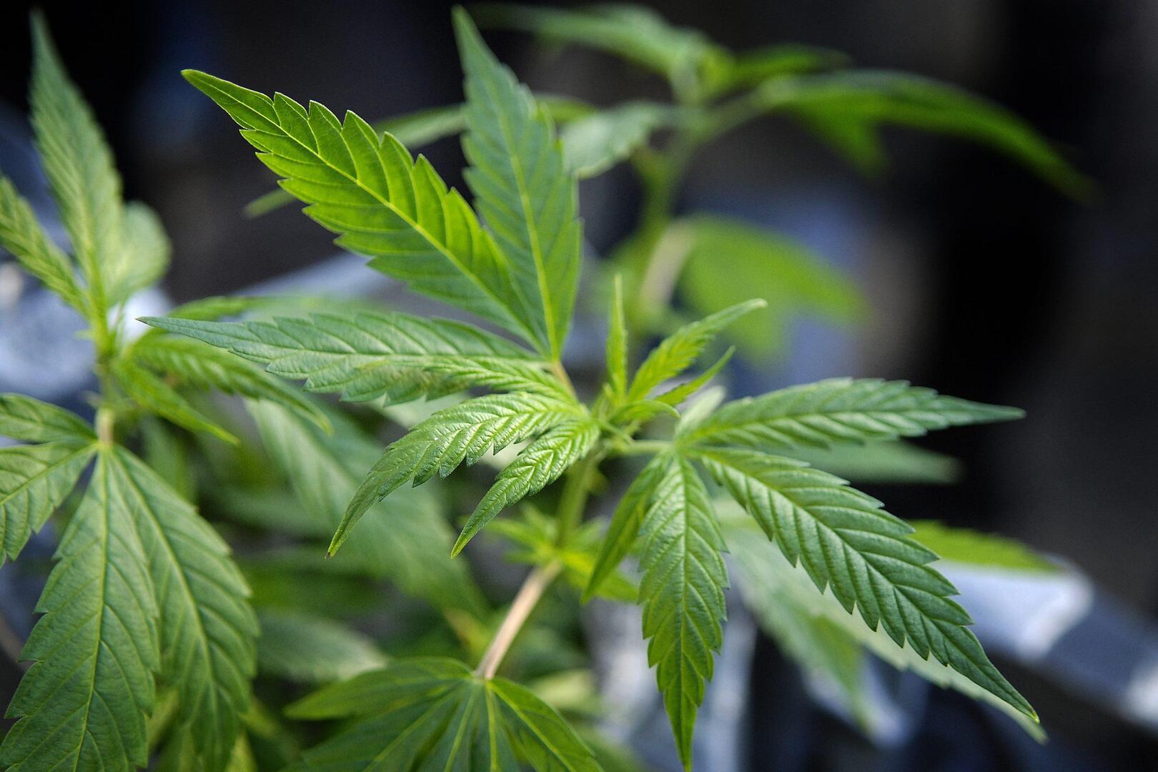 Verenigde Staten versoepelen regels voor medisch gebruik van marihuana ...