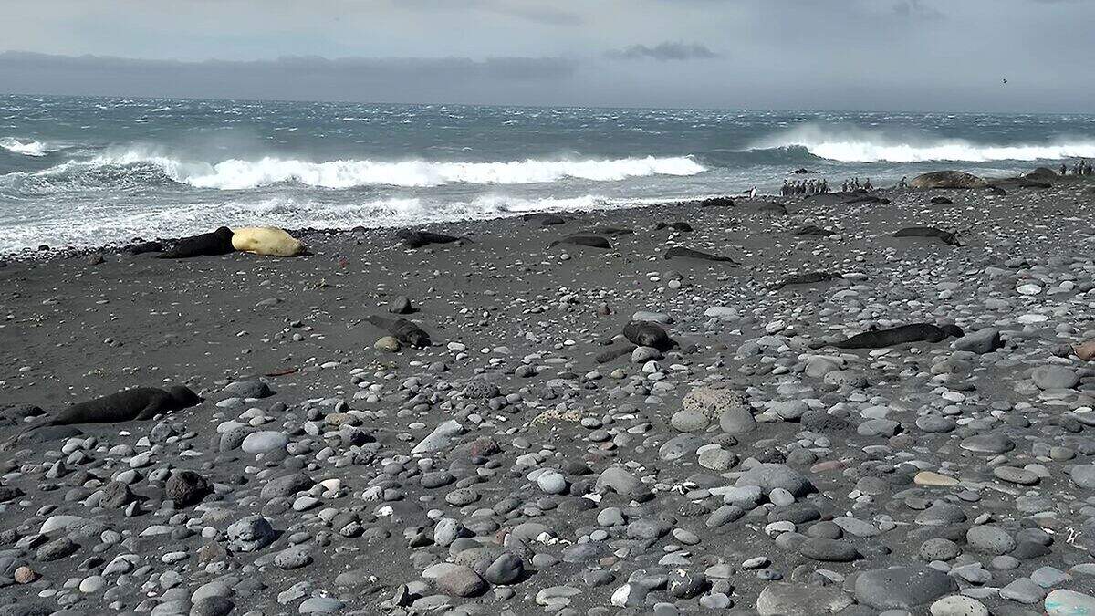 Duizenden baby-zeehondjes gestorven op afgelegen eiland, wetenschappers ...