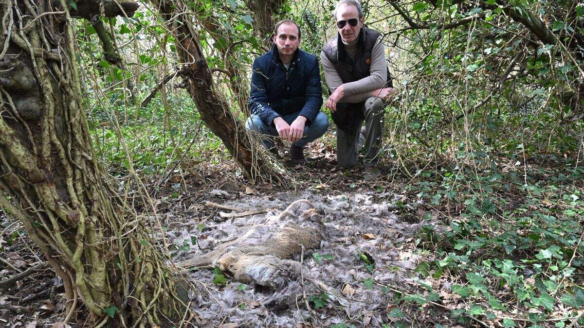 Als zelfs jagers op zoek gaan naar de doder van wild: “We vrezen dat ...
