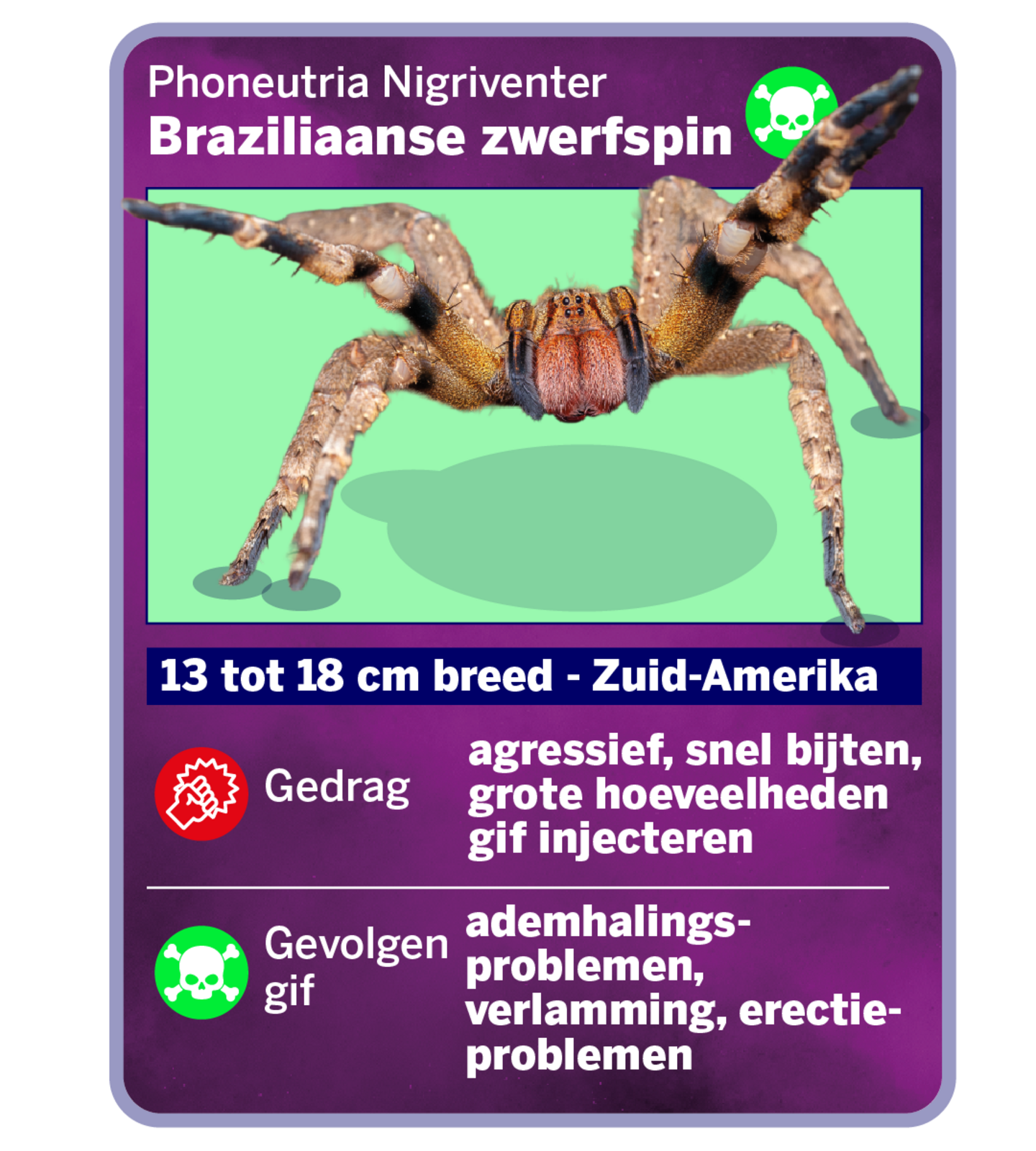 Hoe een dodelijke Braziliaanse spin in een Belgische woonkamer ...