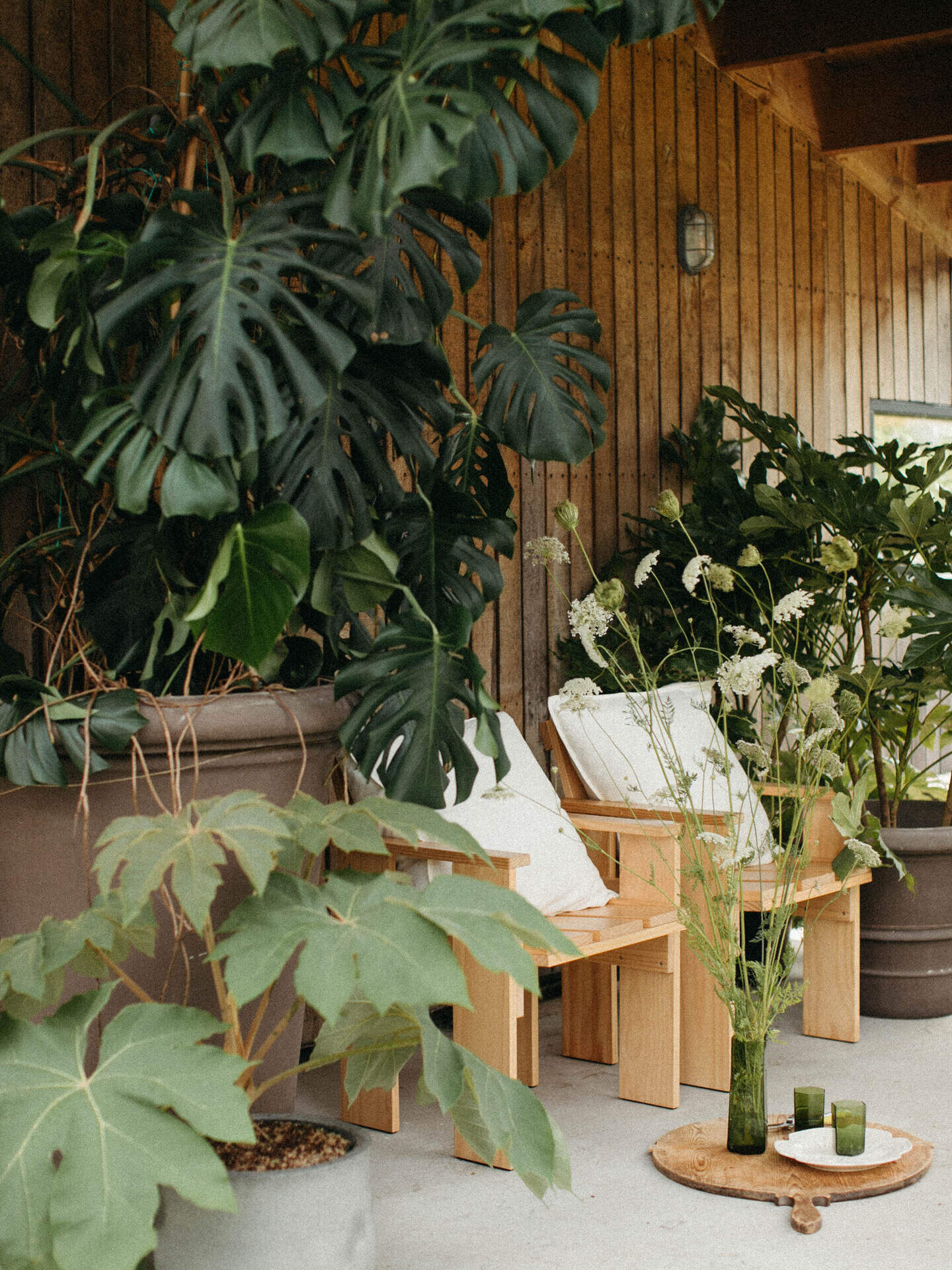 Je kamerplanten in de zomer buitenzetten is een win-win: zo pak je dat ...