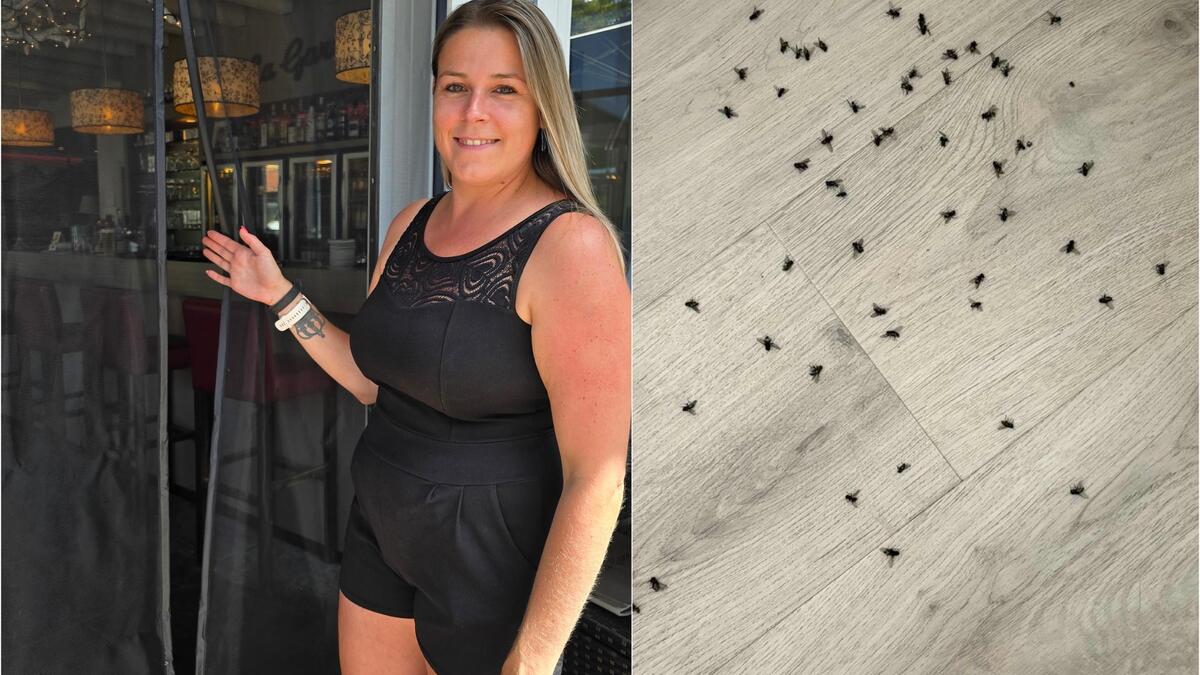 West-Vlaamse stad in de ban van ‘vliegenplaag’: “Ik kocht al UV-lampen ...