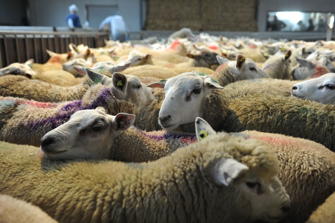 OVERZICHT. Wat is het ‘Offerfeest’? | Nieuwsblad