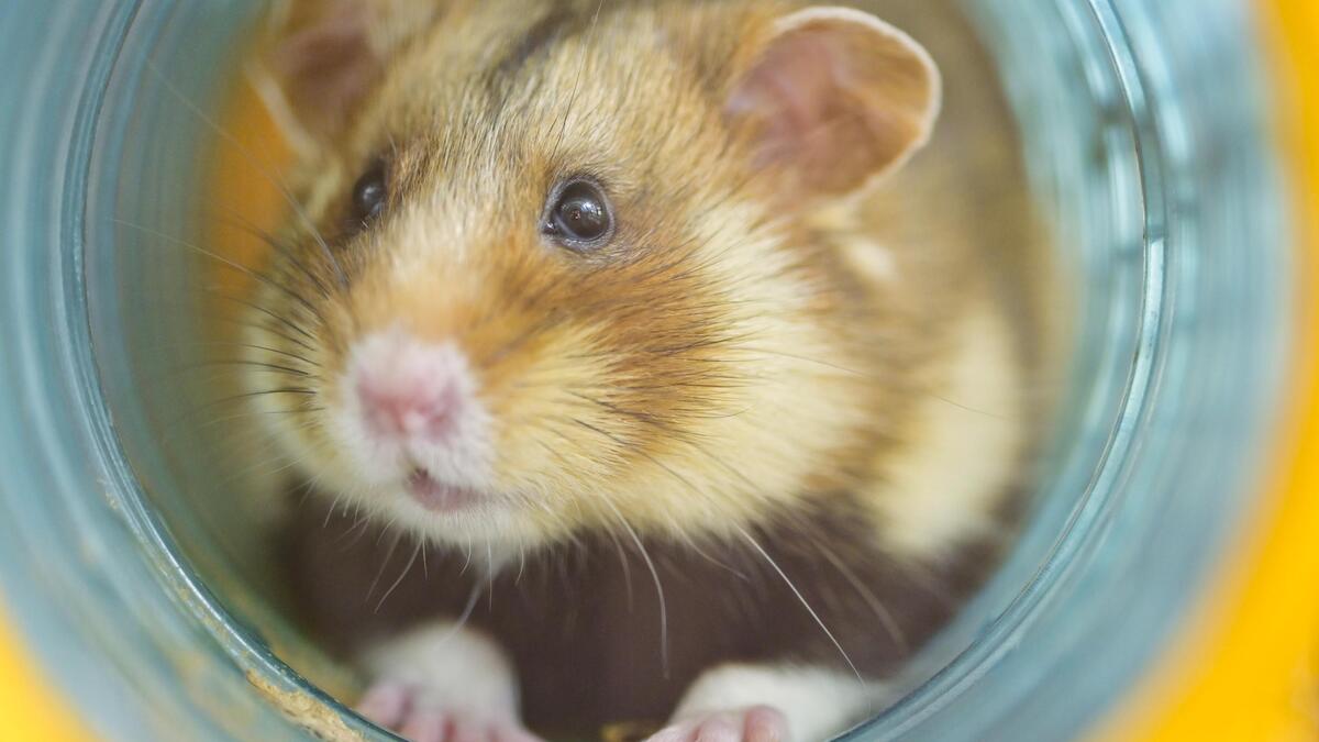 Vliegtuig blijft dagenlang aan de grond nadat 132 hamsters ontsnapten ...