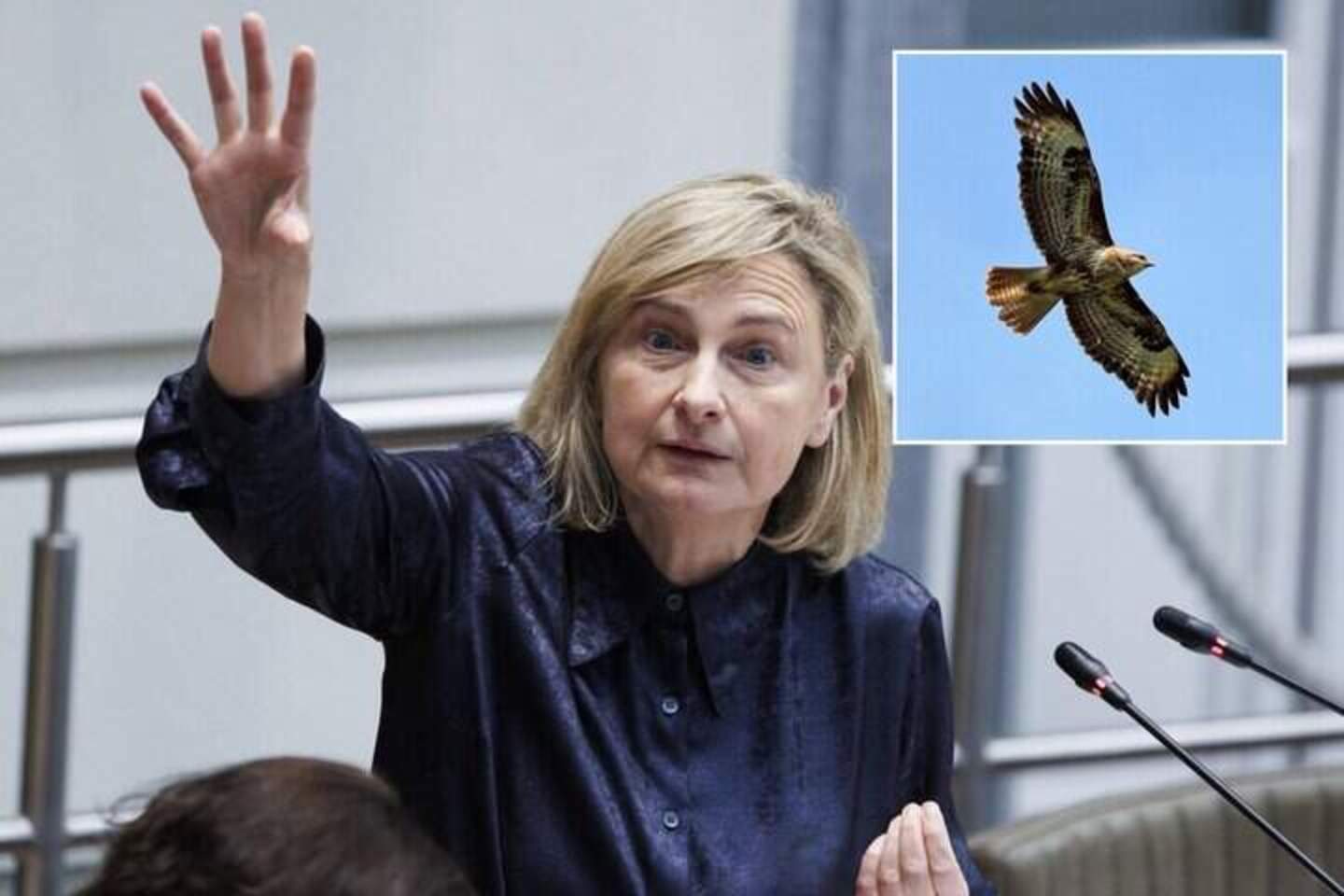 Minister Hilde Crevits aangevallen door buizerd: “Gillend weggelopen” | GVA