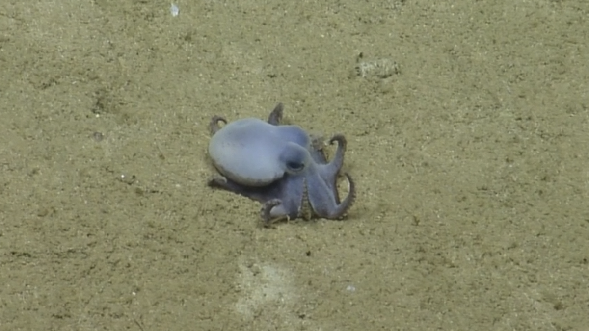 “Hij is piepklein”: wetenschappers ontdekken nieuwe soort octopus ...