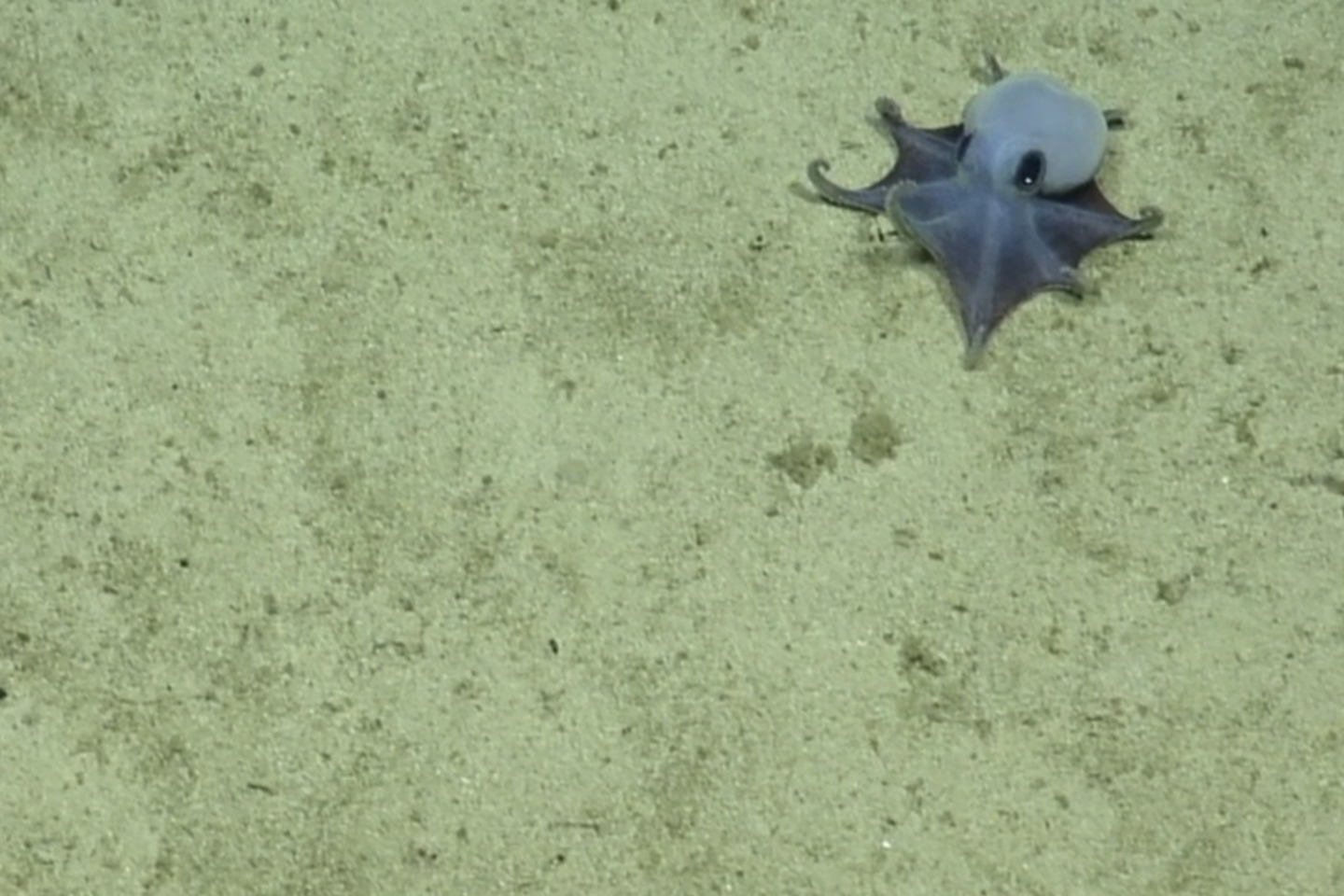 “Hij is piepklein”: wetenschappers ontdekken nieuwe soort octopus ...