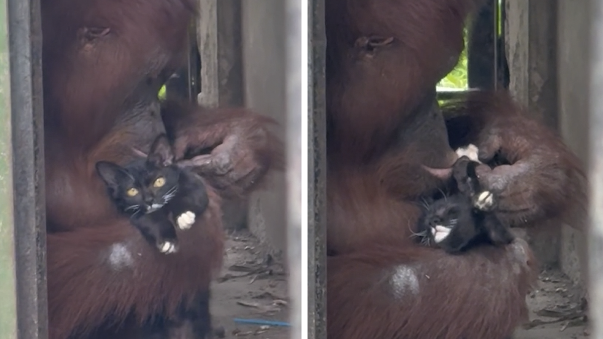 Schattige beelden: orang-oetan vertroetelt en verzorgt kat in Thaise ...