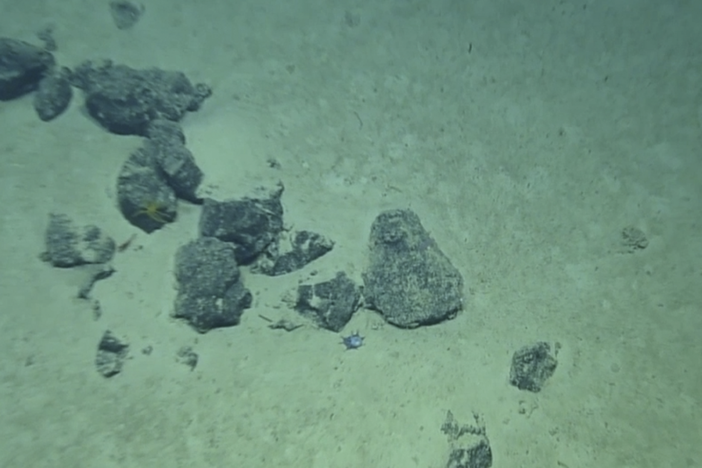“Hij is piepklein”: wetenschappers ontdekken nieuwe soort octopus ...