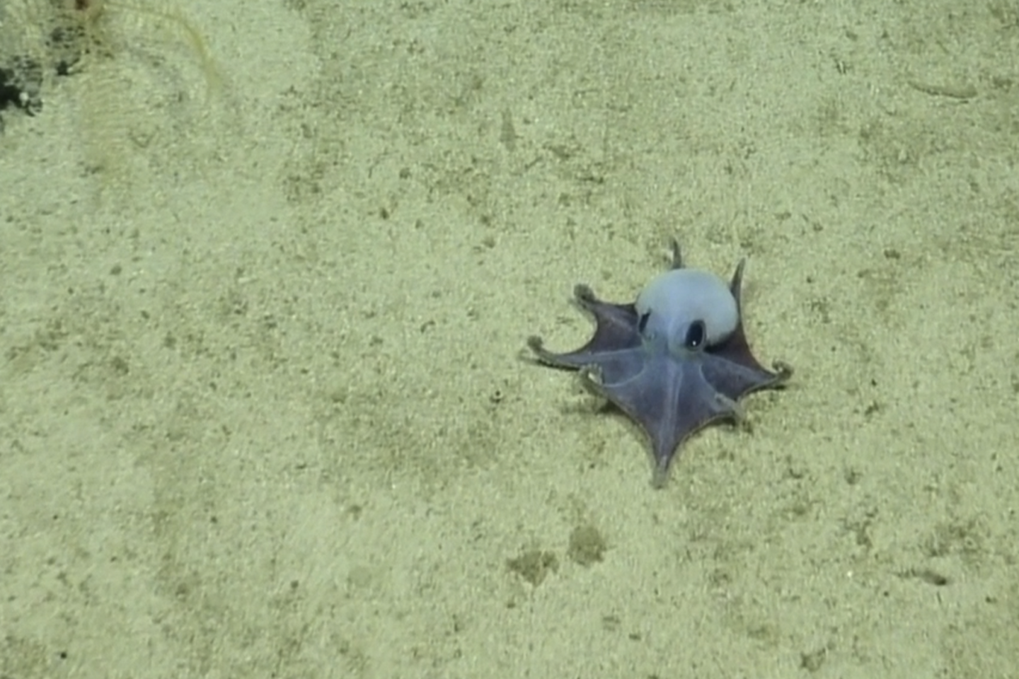 “Hij is piepklein”: wetenschappers ontdekken nieuwe soort octopus ...